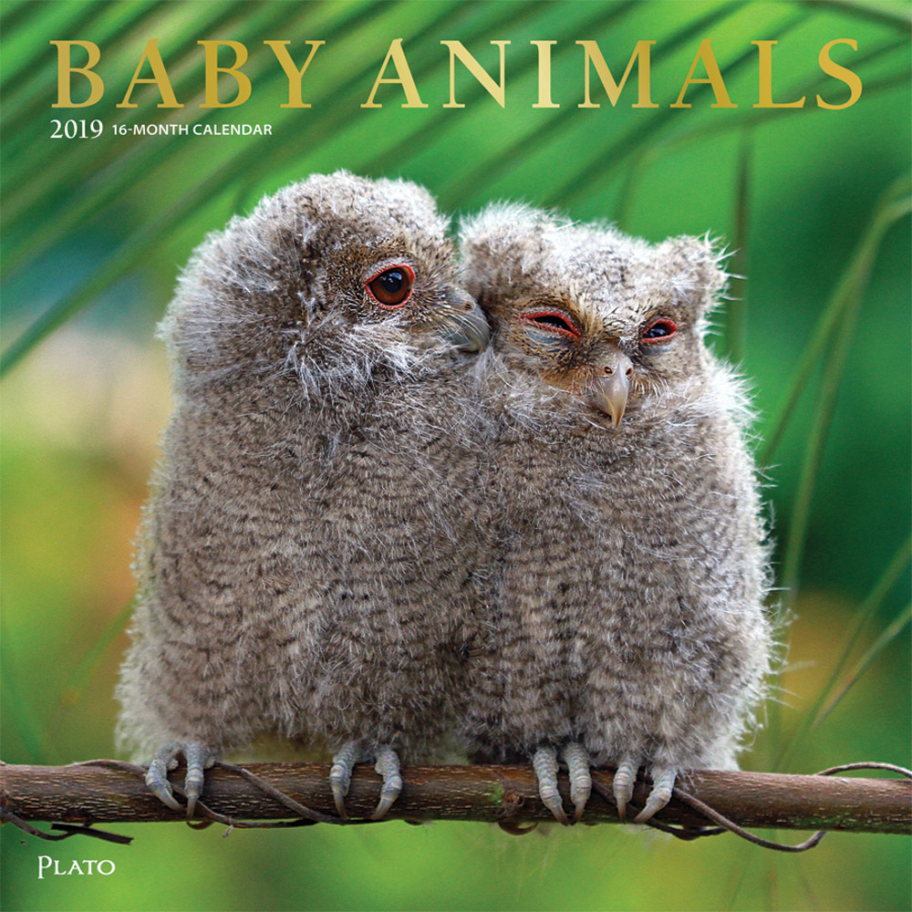 Baby Animals 2019 Square Wall Calendar | Plato Calendars