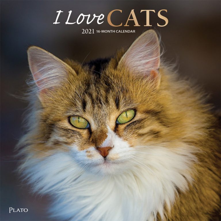 I Love Cats 2021 Square Wall Calendar by Plato | Plato Calendars